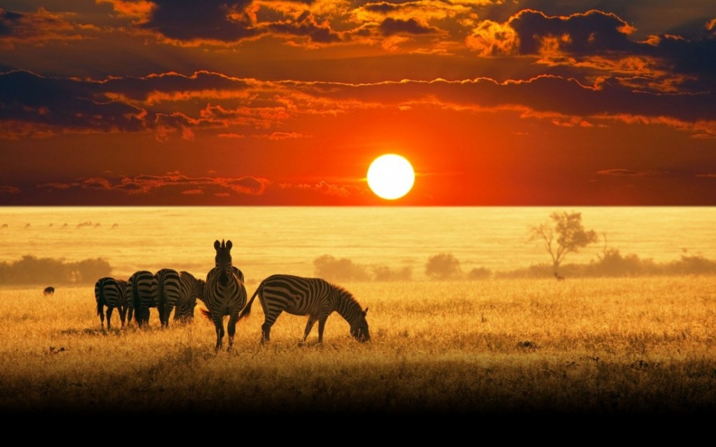 African wallper - Wessners Outdoors